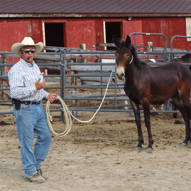 Come-A-Long Rope, Halter Training for Mules and Donkeys