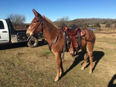 Mule Breast Collar - Designed to Fit the Slope of the Mule or Donkey ...