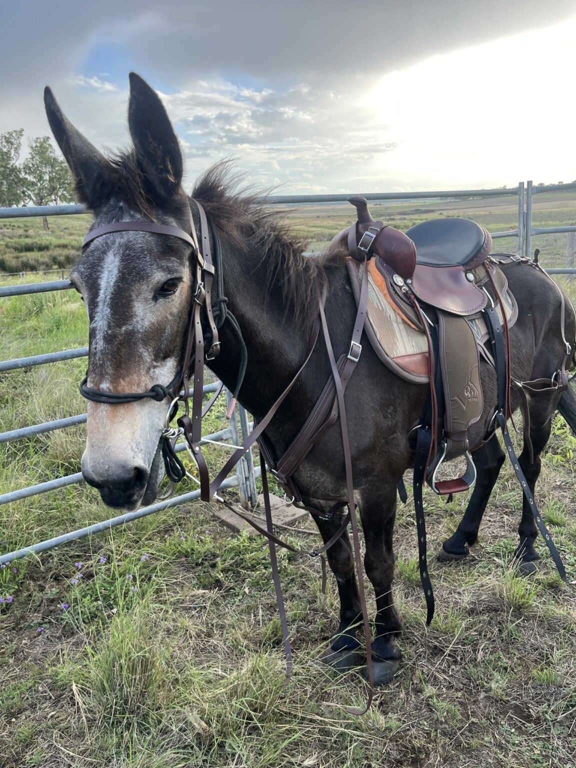 Mule Training Videos - Mule and Donkey Video Training | Steve Edwards