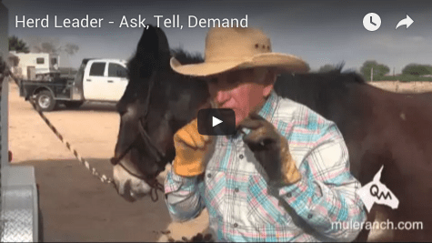 Herd Leader: Ask, Tell, Demand - Queen Valley Mule Ranch