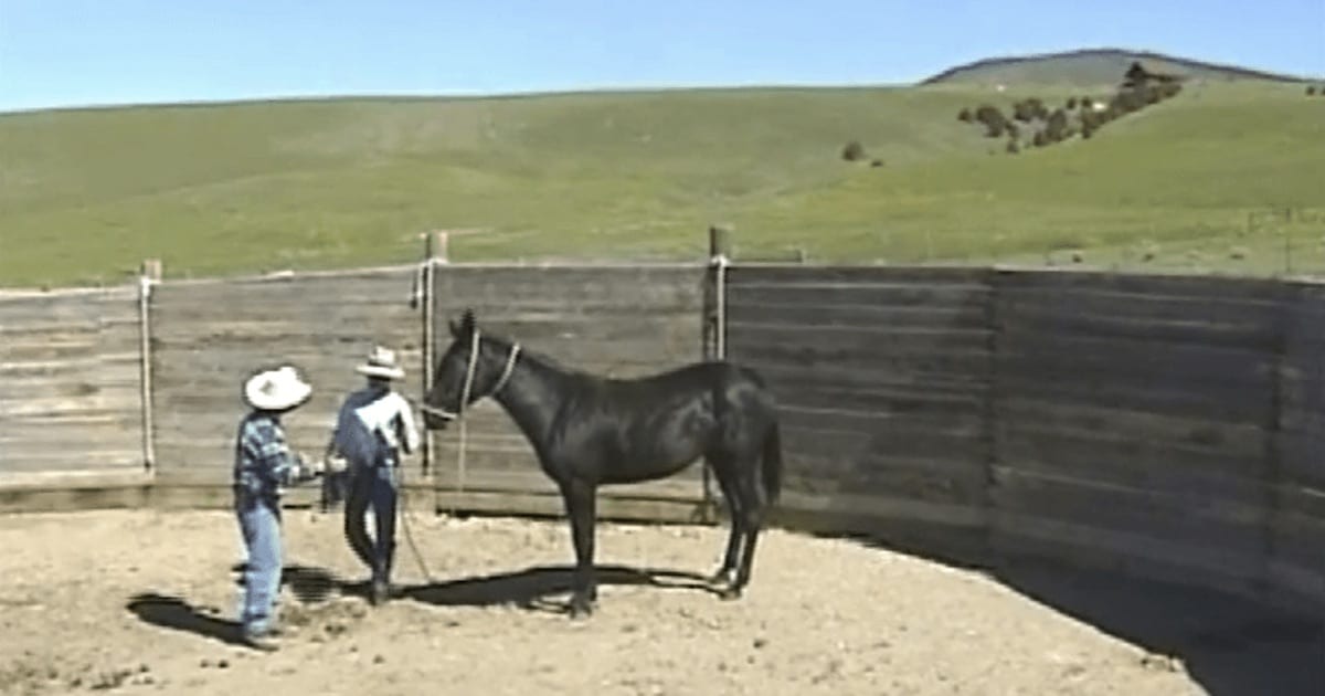 Problem Mule, Building A New Foundation | How to Start A Mule