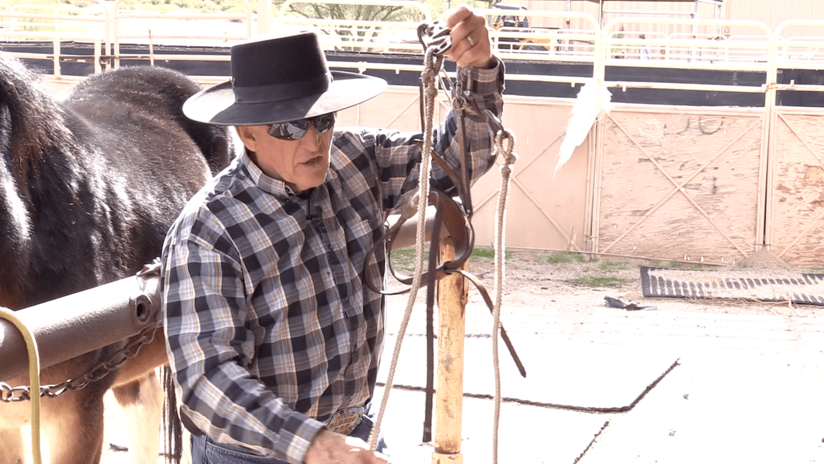 The Mule Rider's Martingale for Balancing Mules & Introducing Bits