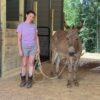 Come-A-Long Rope, Halter Training for Mules and Donkeys