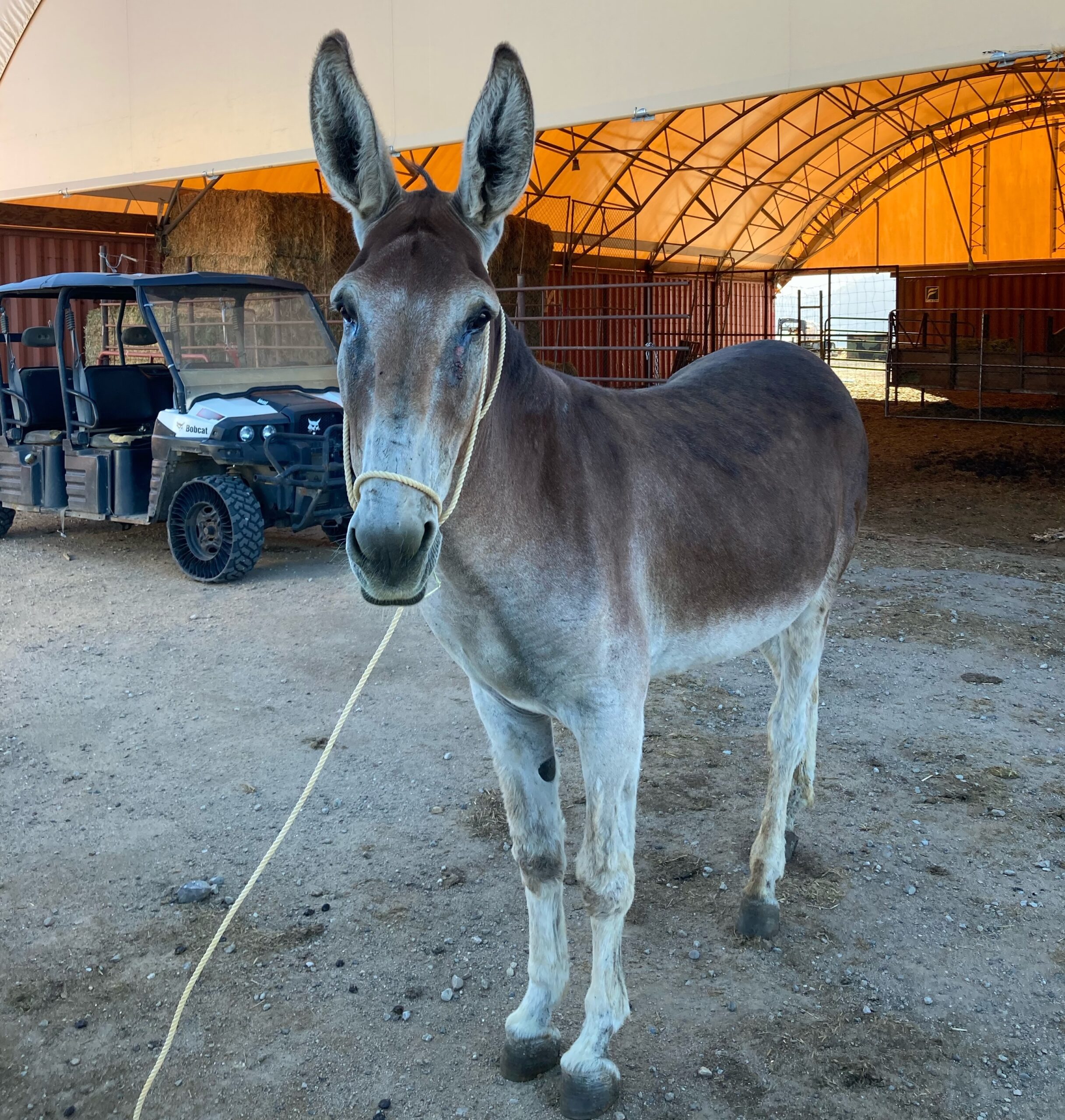 Come-A-Long Rope, Halter Training for Mules and Donkeys