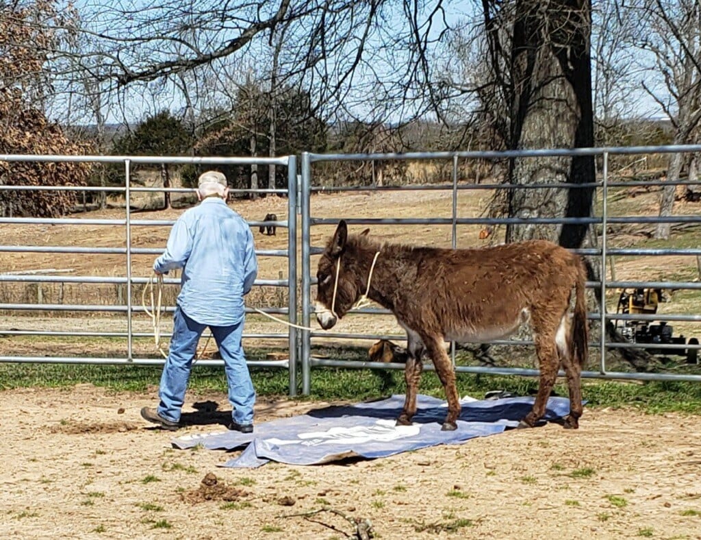 The Halter and the Lead Rope Working Together - Queen Valley Mule Ranch