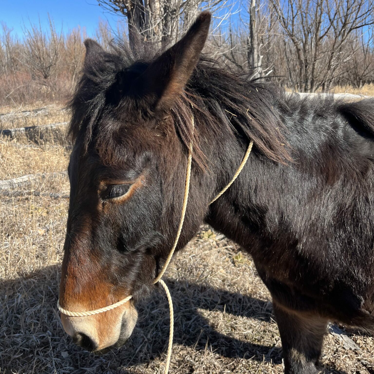 Mule Tack for Your Mule Saddle - Essential Gear - Queen Valley Mule Ranch