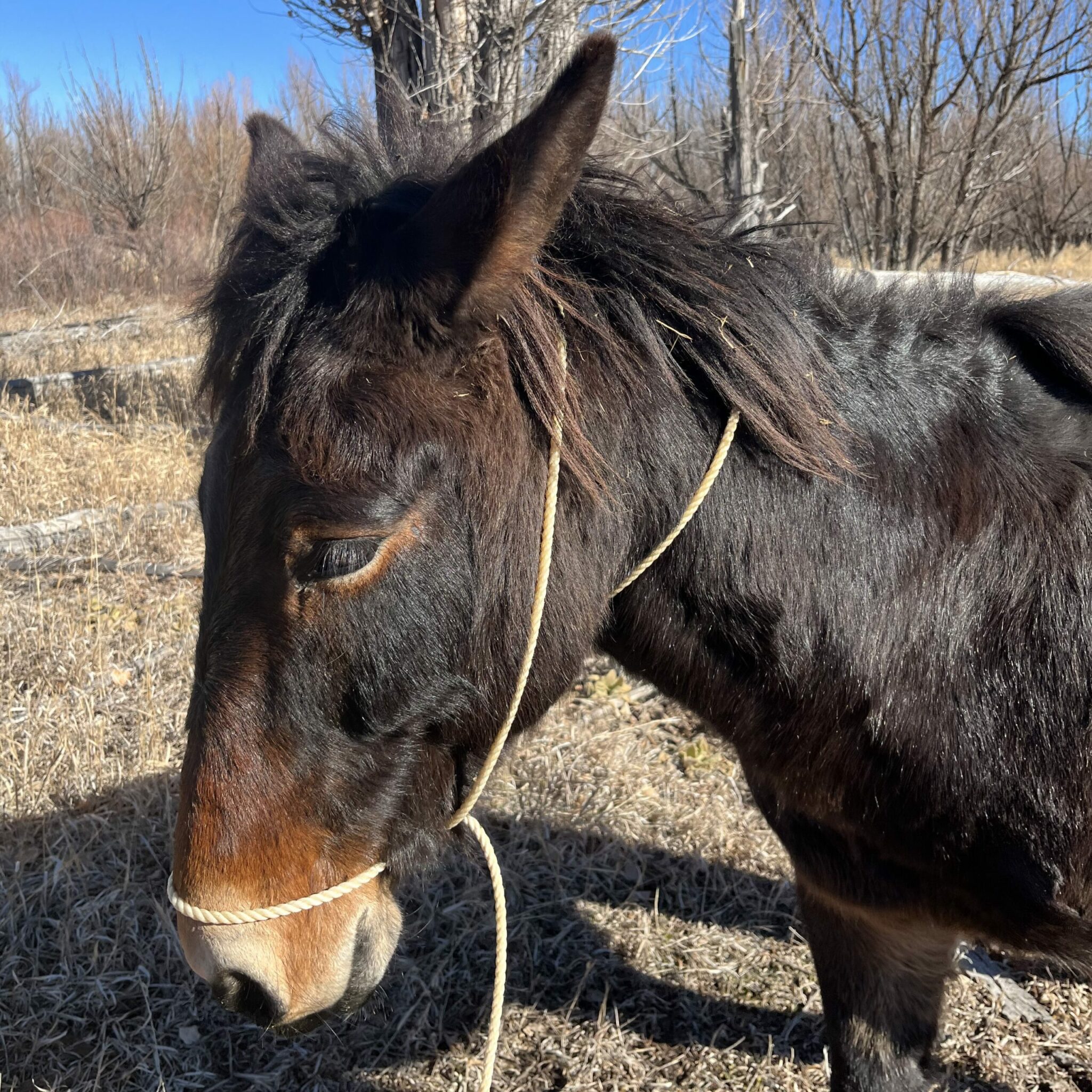 Mule Tack for Your Mule Saddle - Essential Gear - Queen Valley Mule Ranch