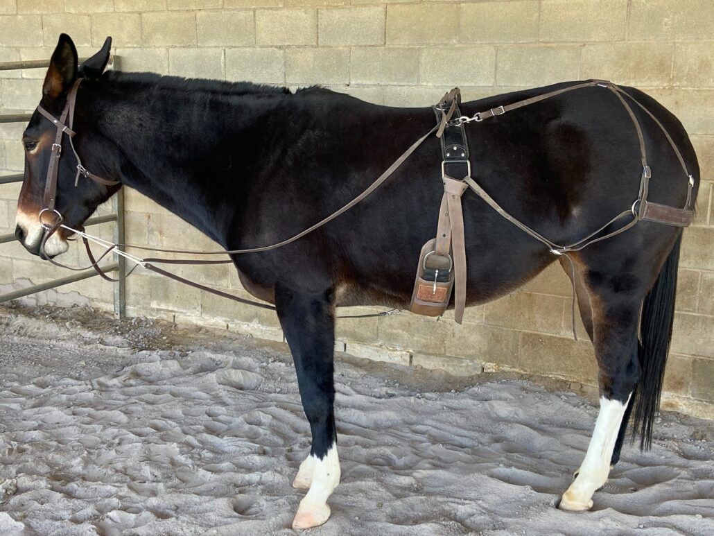 The Mule Rider's Martingale for Balancing Mules & Introducing Bits