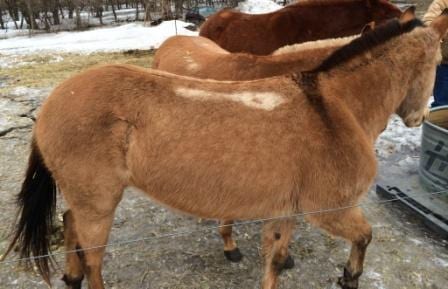 White Hairs, Rub Marks, and Bald Spots - Queen Valley Mule Ranch