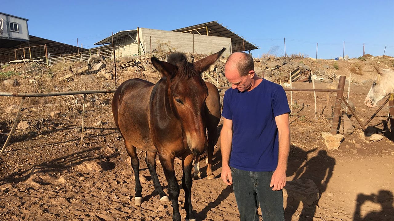 And So It Begins…. Training Mules in Israel - Queen Valley Mule Ranch