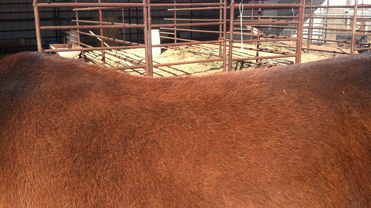 White Hairs, Rub Marks, and Bald Spots - Queen Valley Mule Ranch