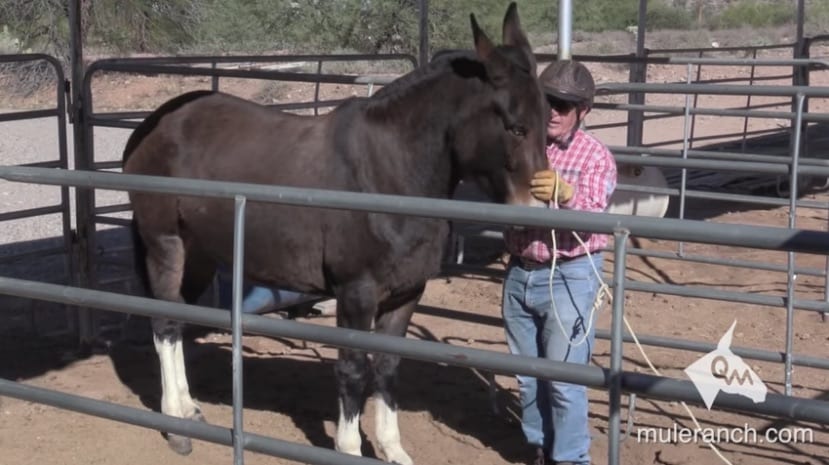 Training Your Mule to Lower His Head - Queen Valley Mule Ranch