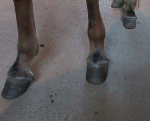 The Skinny on Mule and Donkey Hoof Care - Contracted Heels | Queen ...