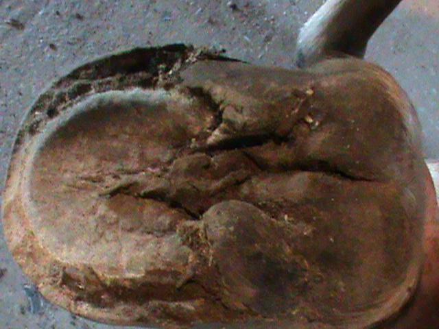 The Skinny on Mule and Donkey Hoof Care - Contracted Heels | Queen ...