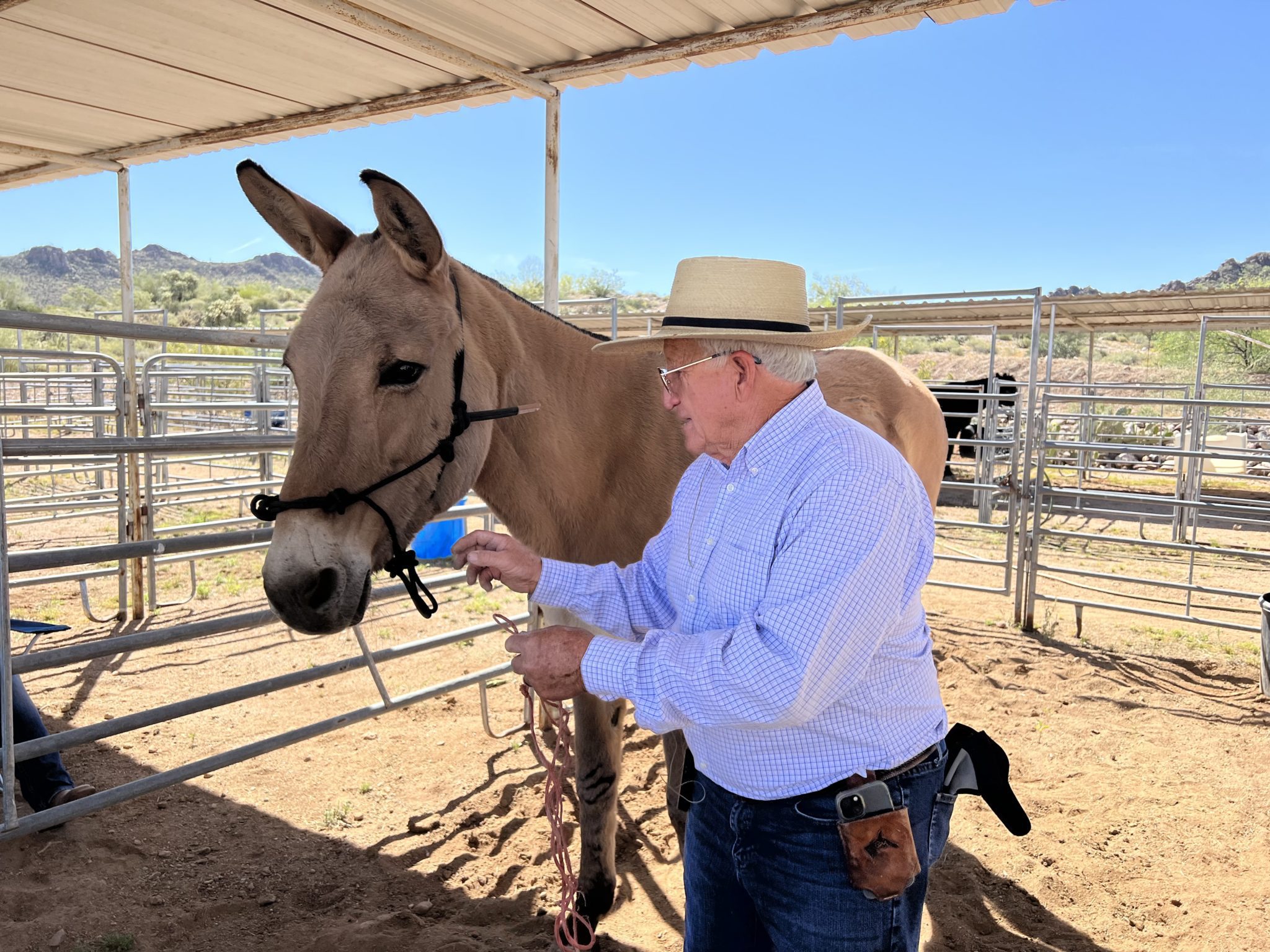 Mule and Donkey Rope Halter for Maximum Communication | Mule Ranch
