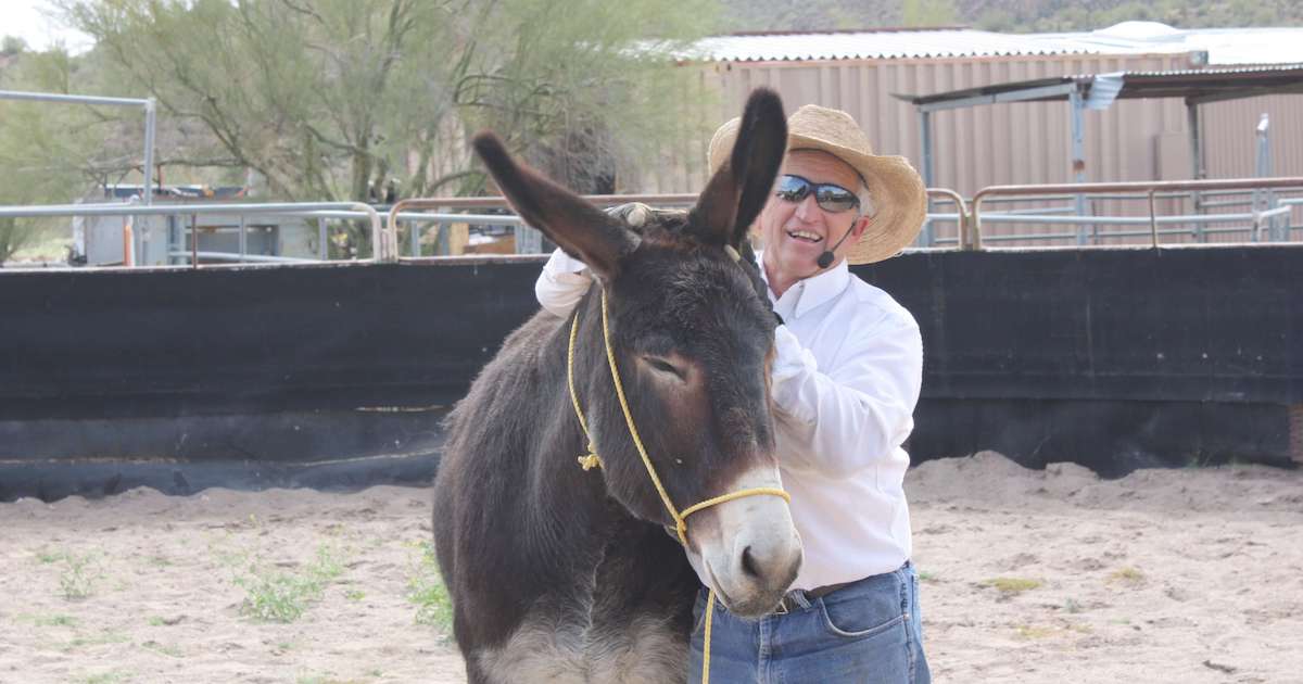 How do I get my mule used to fly spray and baths? - Queen Valley Mule Ranch