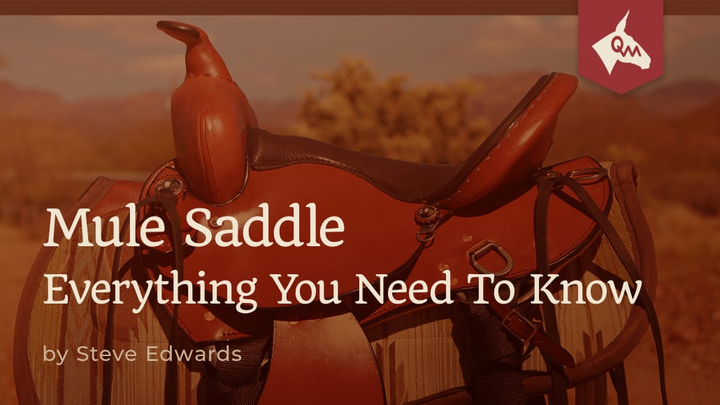 Blog - Queen Valley Mule Ranch