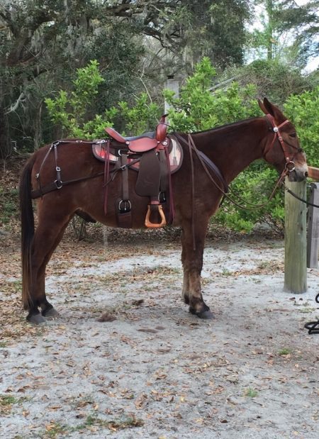 Mule and Donkey Saddles, Tack, and Training from Steve Edwards