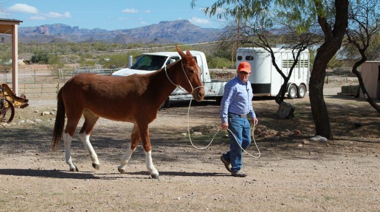 Runaway Mule - Ground Foundation Training