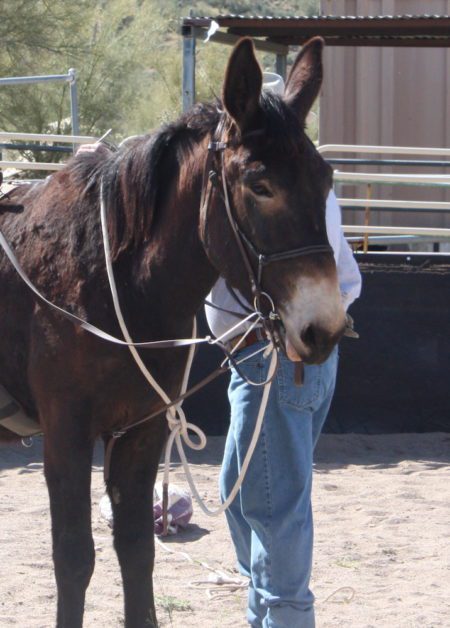 Learn - Queen Valley Mule Ranch