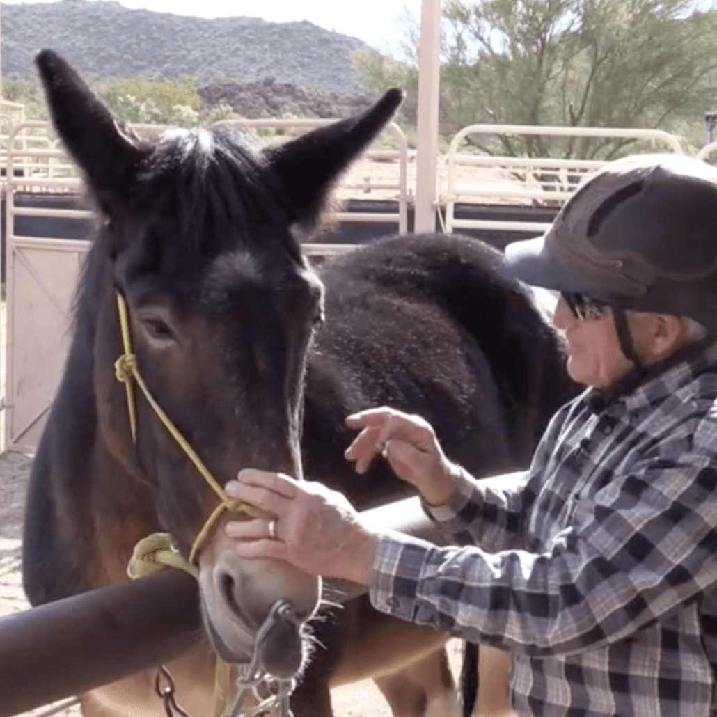 Humane Twitch with Instructional Video - Queen Valley Mule Ranch