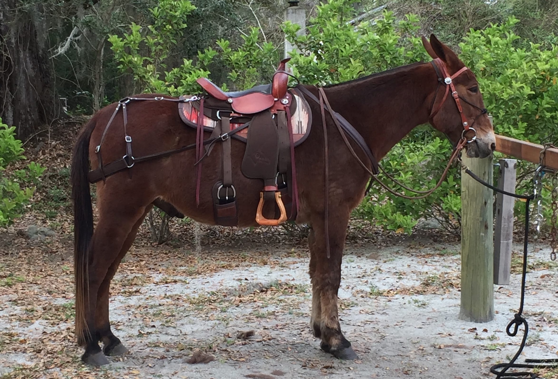Dan the Mule - Queen Valley Mule Ranch