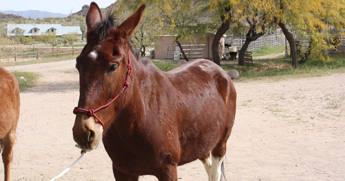 The Importance of Conditioning for Mules and Donkeys - Queen Valley ...