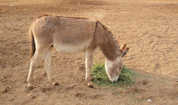 Feed and Nutrition Program for Mule Foals - Queen Valley Mule Ranch