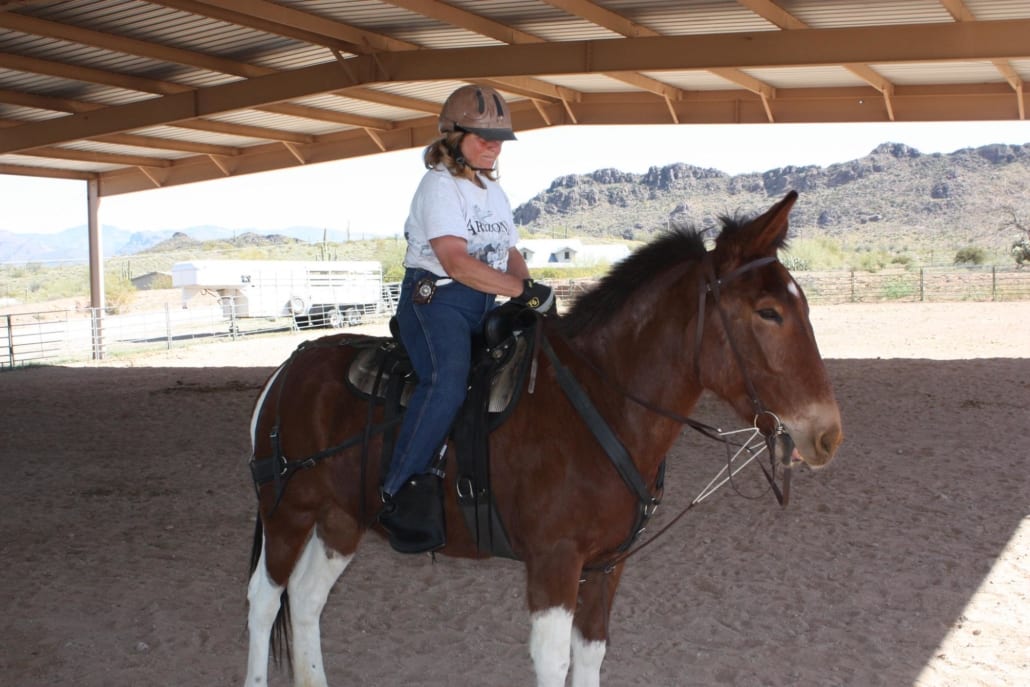 Teach Your Mule to Stand Still While Mounting - Queen Valley Mule Ranch