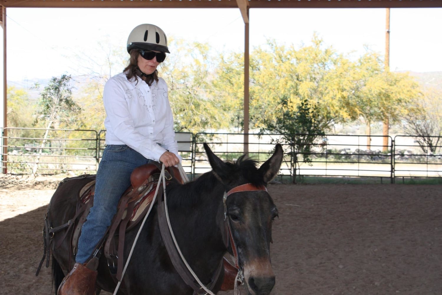 Teach Your Mule to Stand Still While Mounting - Queen Valley Mule Ranch