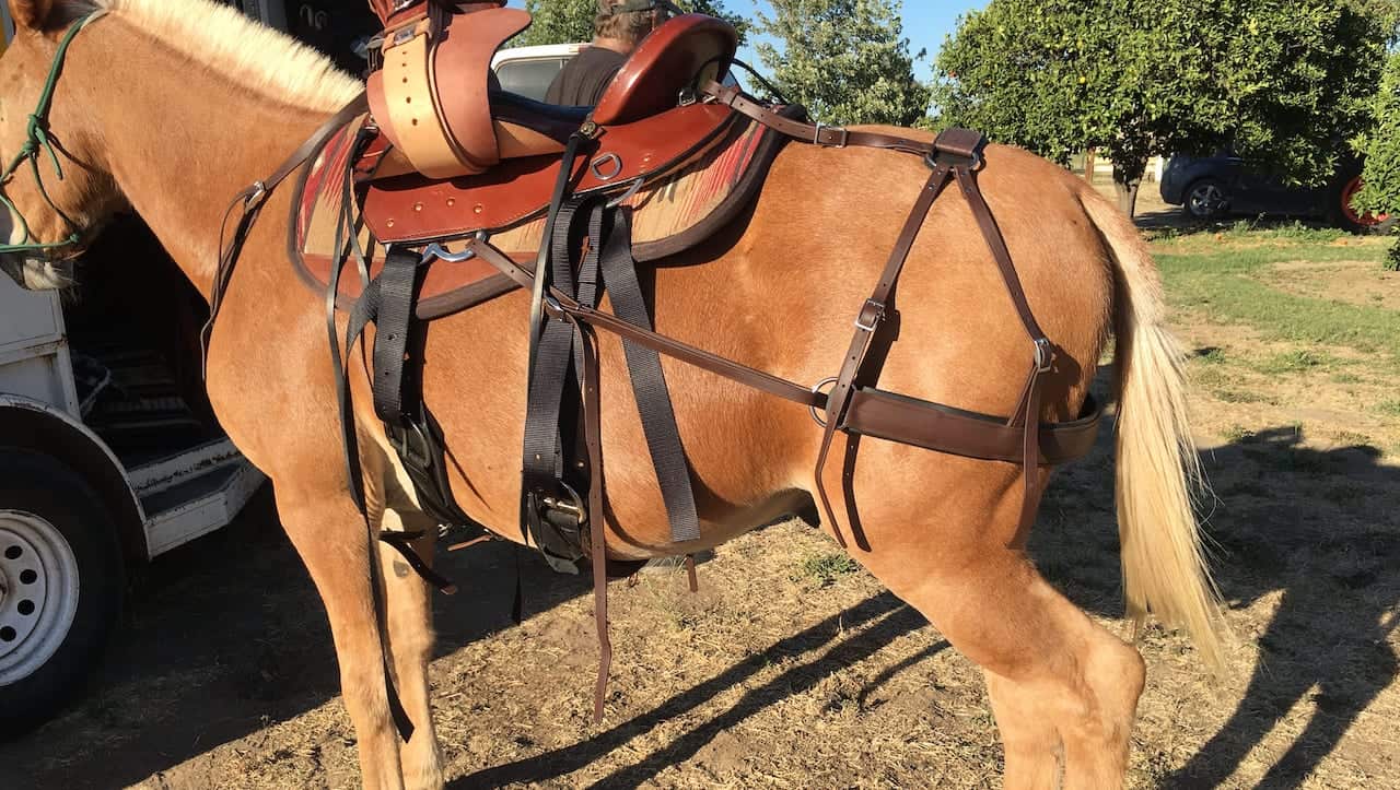 Beta Britchen for Training Mules to Ride | Steve Edwards Mule Training
