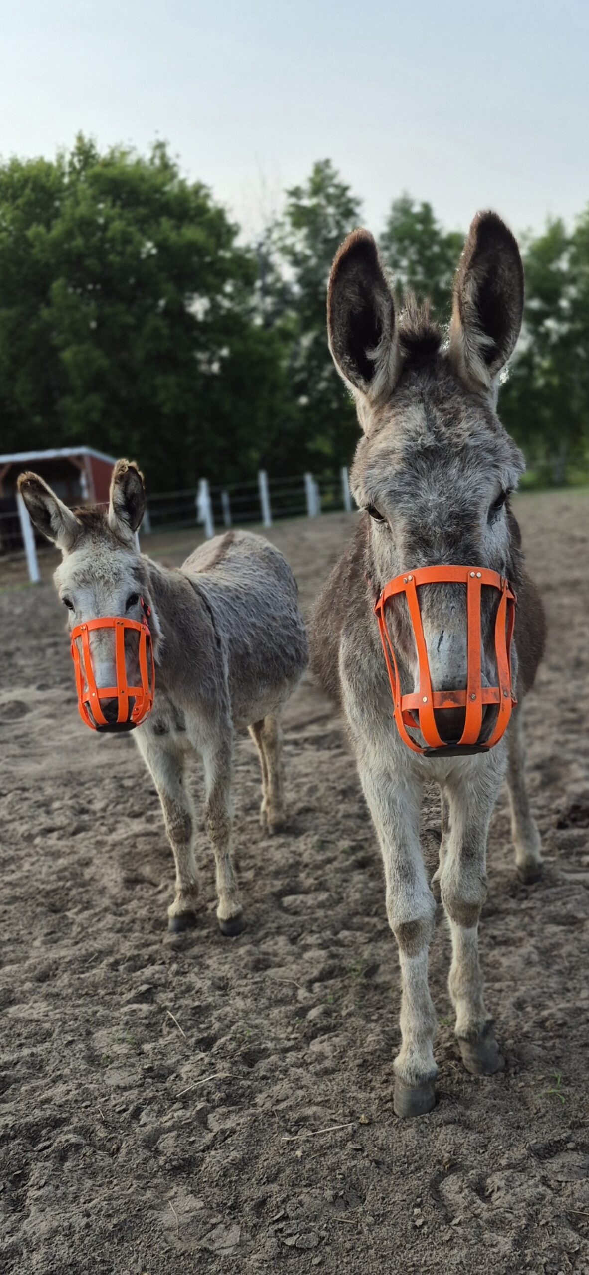 Grazing Muzzle for Mules and Donkeys | Queen Valley Mule Ranch