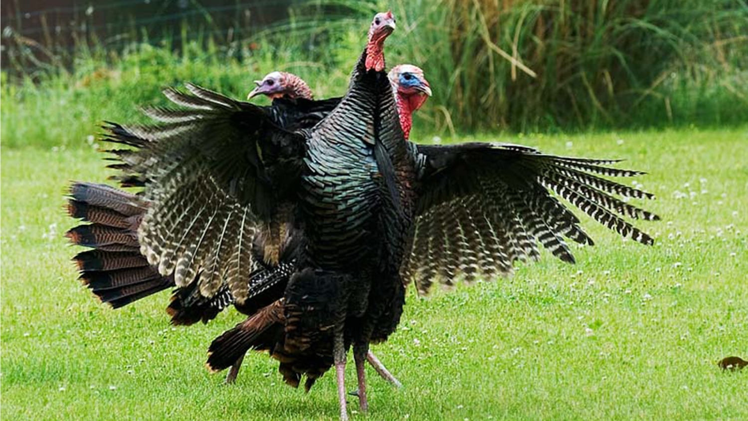 Ground Foundation Training for Mules and Donkeys - Queen Valley Mule Ranch