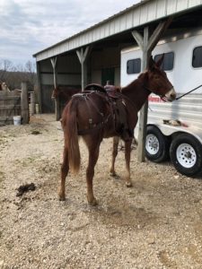 Mule Saddles - Made to Fit Your Mule or Donkey | Steve Edwards