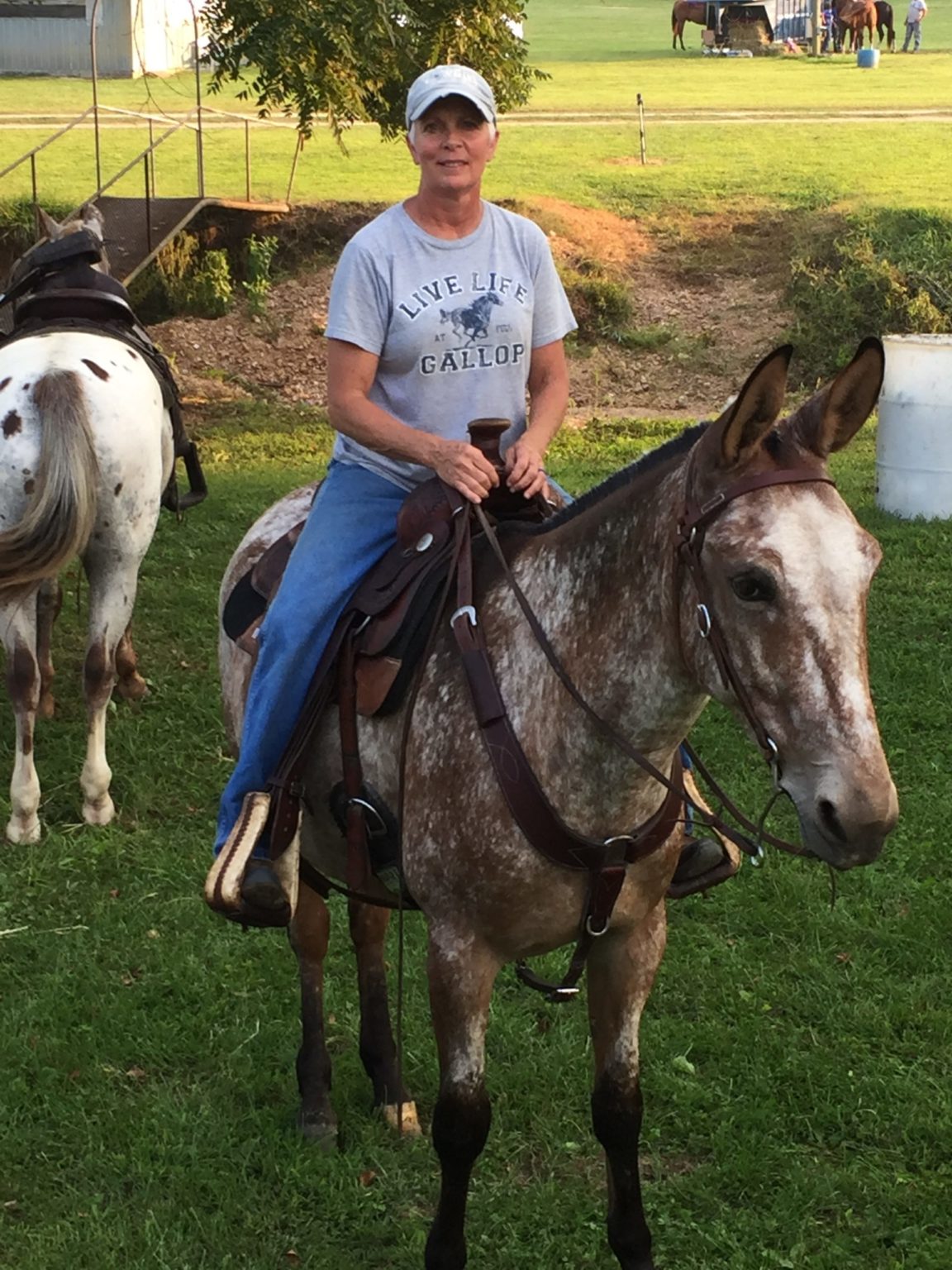 Mule Saddles - Made to Fit Your Mule or Donkey | Steve Edwards