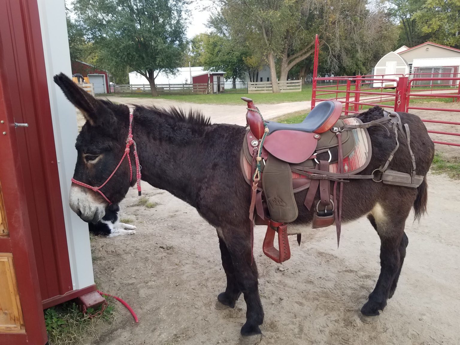 Mule Training Videos - Mule and Donkey Video Training | Steve Edwards