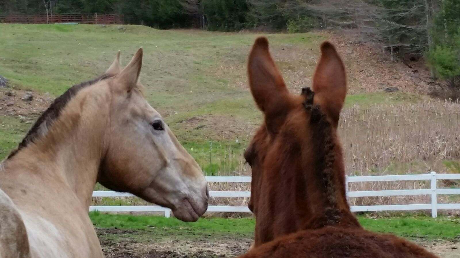 Rope Halters for Mules and Donkeys from Steve Edwards