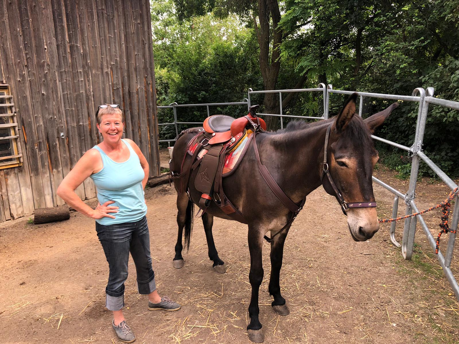 Mule Training Videos - Mule and Donkey Video Training | Steve Edwards