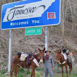 Mule Saddles - Made to Fit Your Mule or Donkey | Steve Edwards