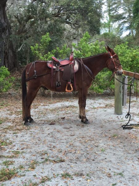 Mule Training Videos - Mule and Donkey Video Training | Steve Edwards