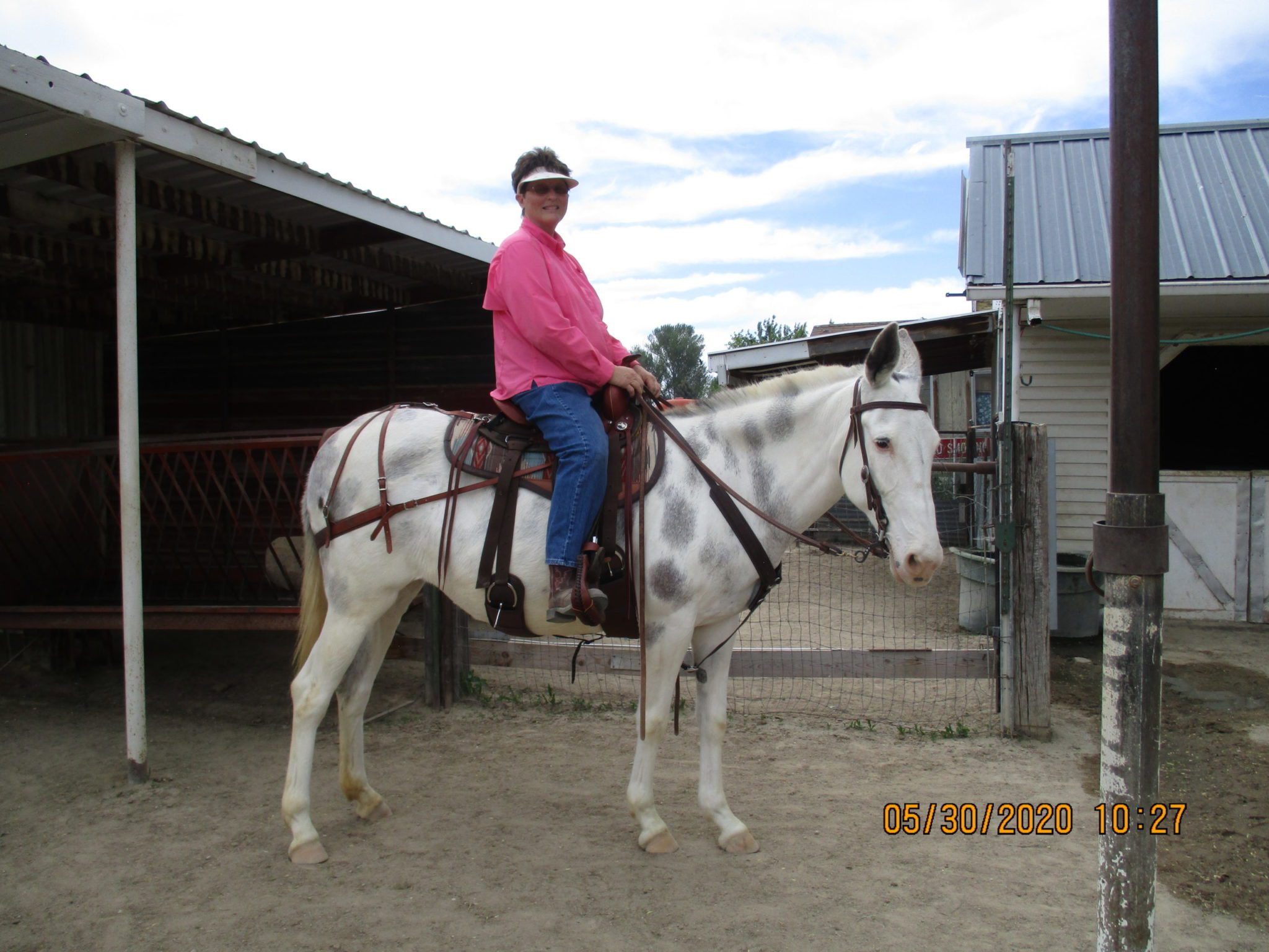 Pack Saddles & Equipment Archives - Queen Valley Mule Ranch