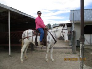 Mule Saddles - Made to Fit Your Mule or Donkey | Steve Edwards