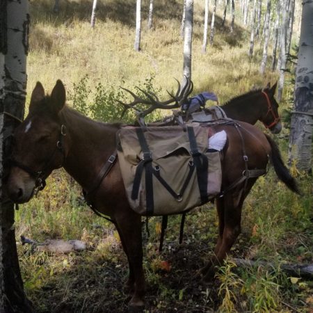 Beta Britchen for Training Mules to Ride | Steve Edwards Mule Training