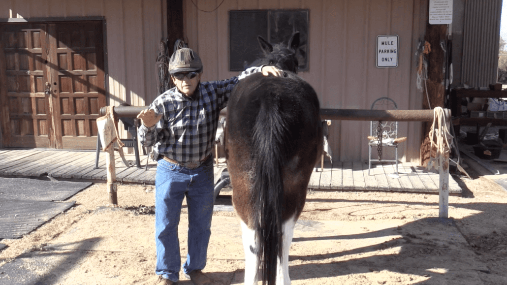 What to Look for When You Buy A Mule | Queen Valley Mule Ranch