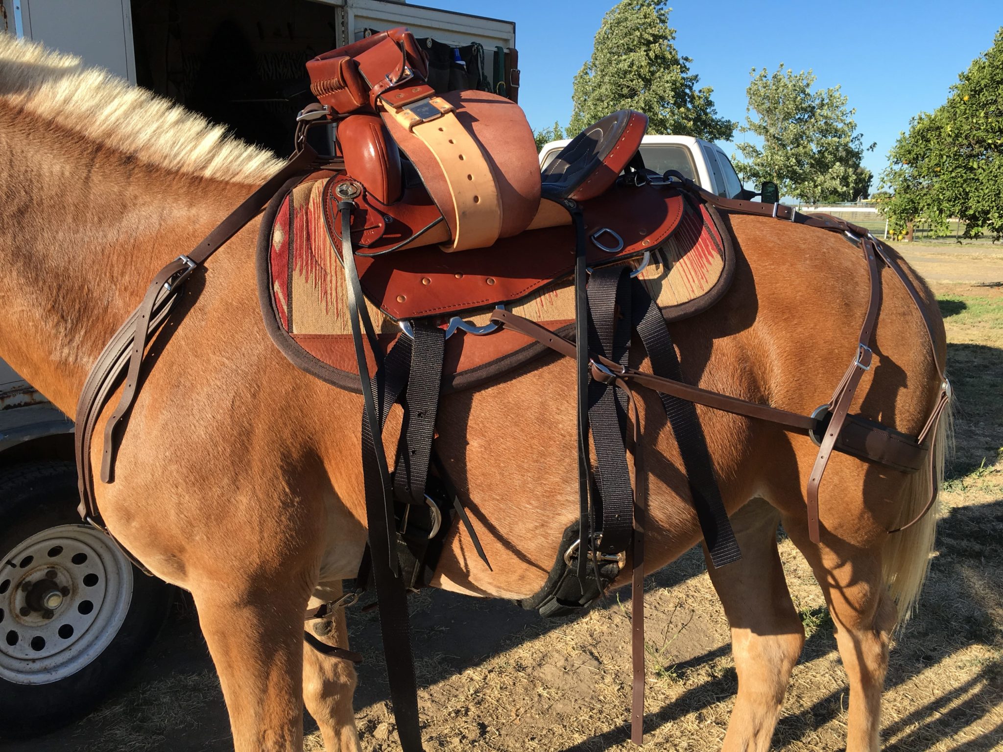 Beta Britchen for Training Mules to Ride | Steve Edwards Mule Training