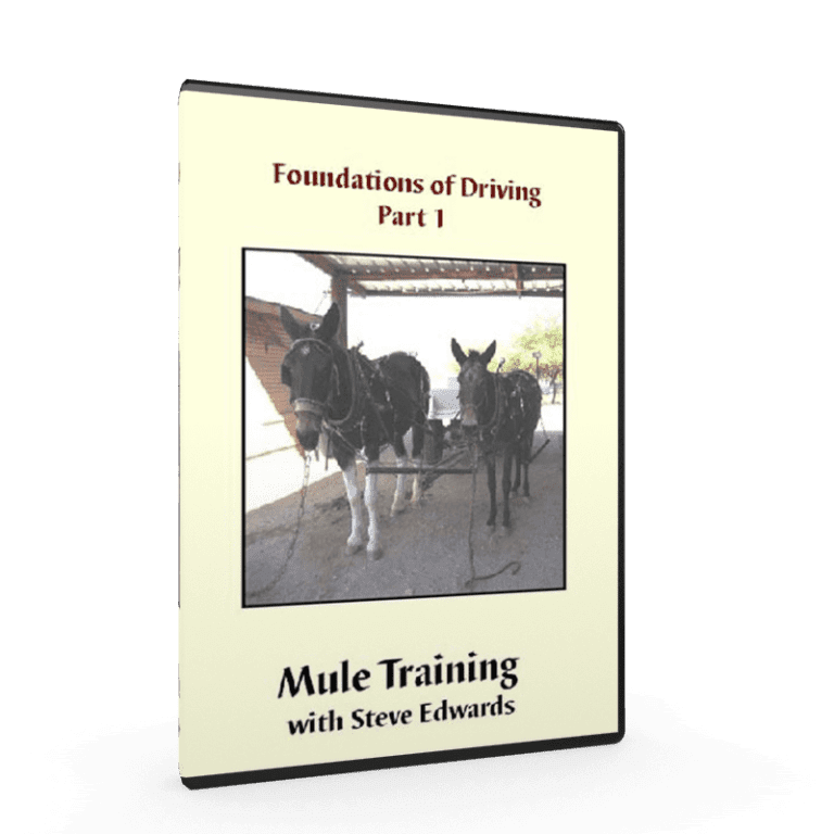 Problem Mule, Building A New Foundation | How to Start A Mule