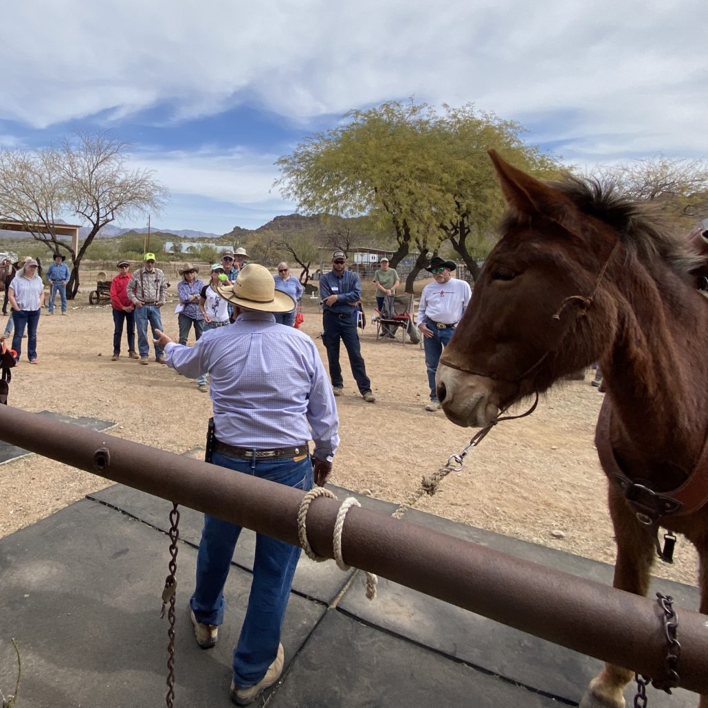 Mule and Donkey Clinics with Steve Edwards at Queen Valley Mule Ranch
