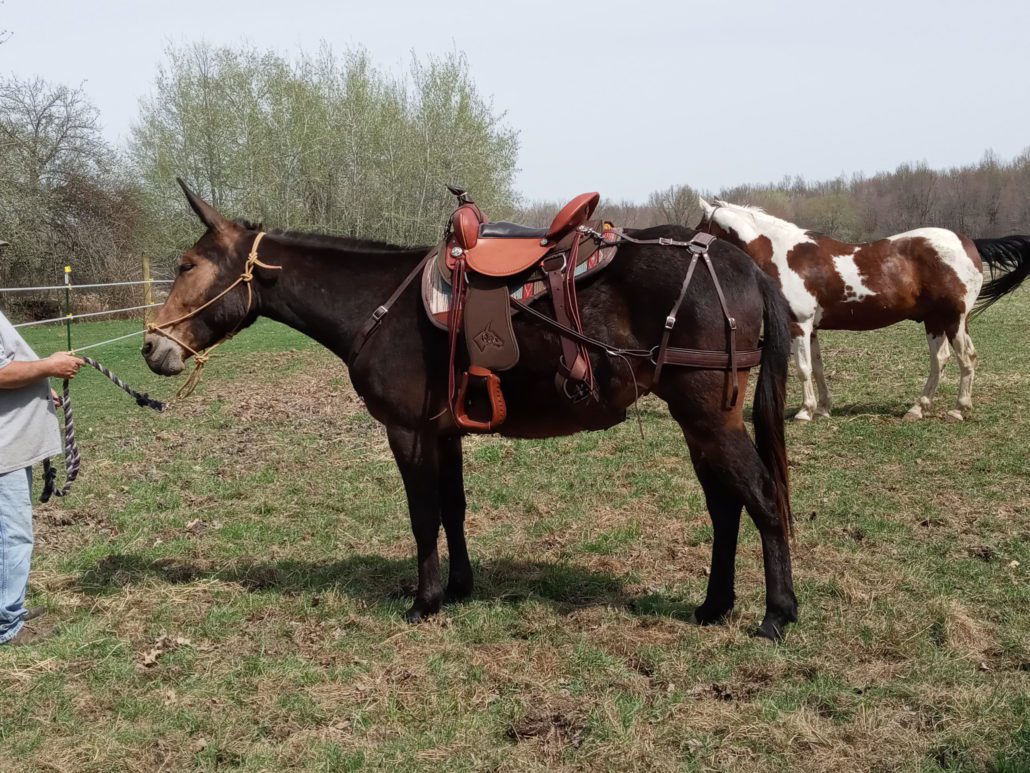 Steve Edwards Saddle Bundle | Everything You Need to Ride