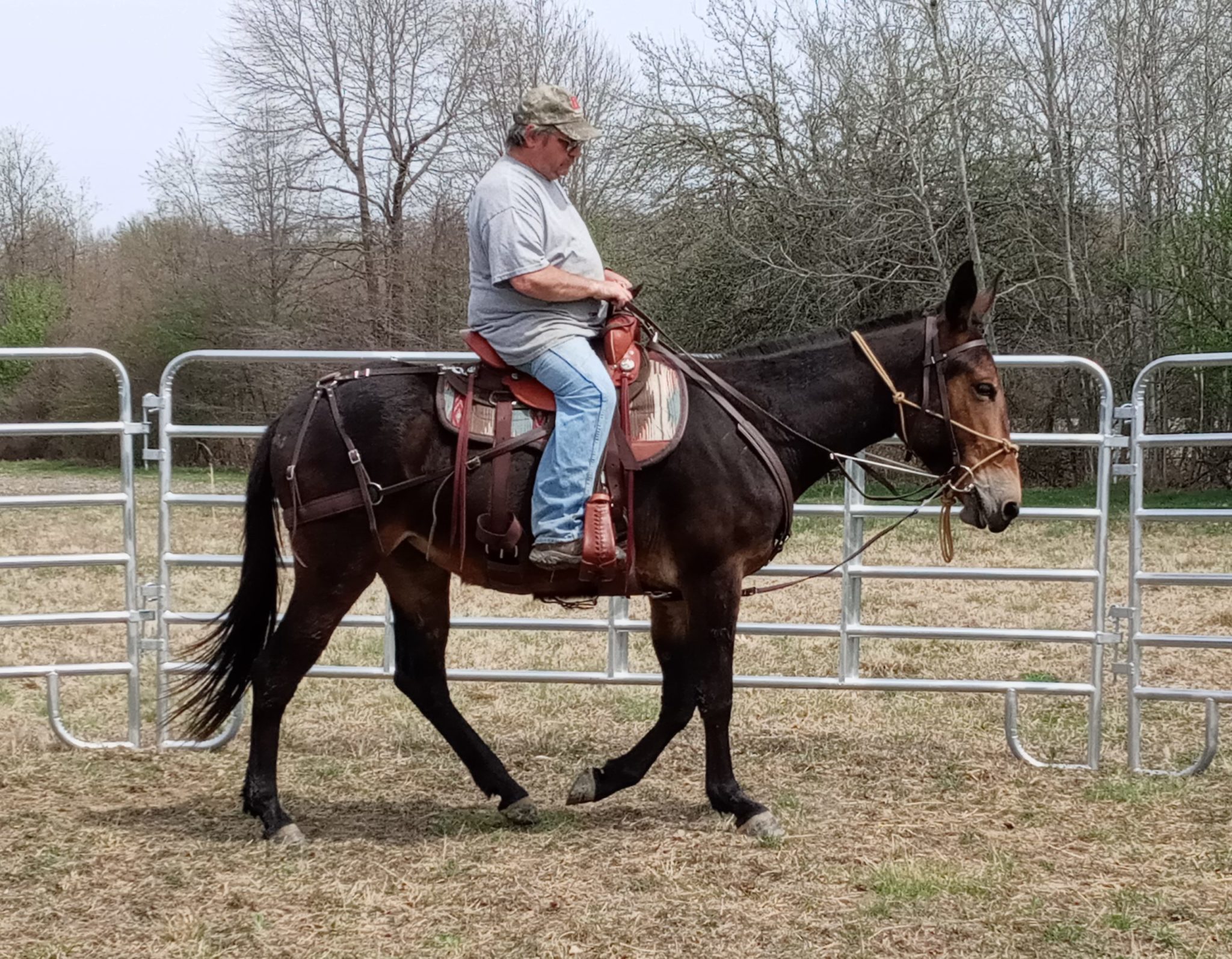 Mule Training Videos - Mule and Donkey Video Training | Steve Edwards