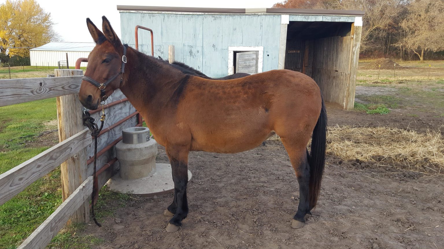 Using Kill Pens to Find Rescue Donkeys and Mules For Sale: The Hidden ...